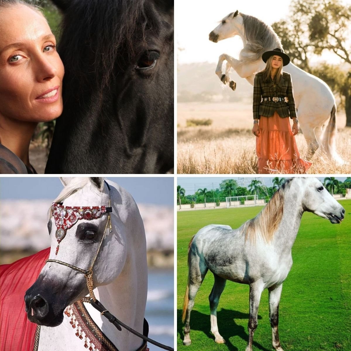 16 Breathtakingly Beautiful Horses - The Paws