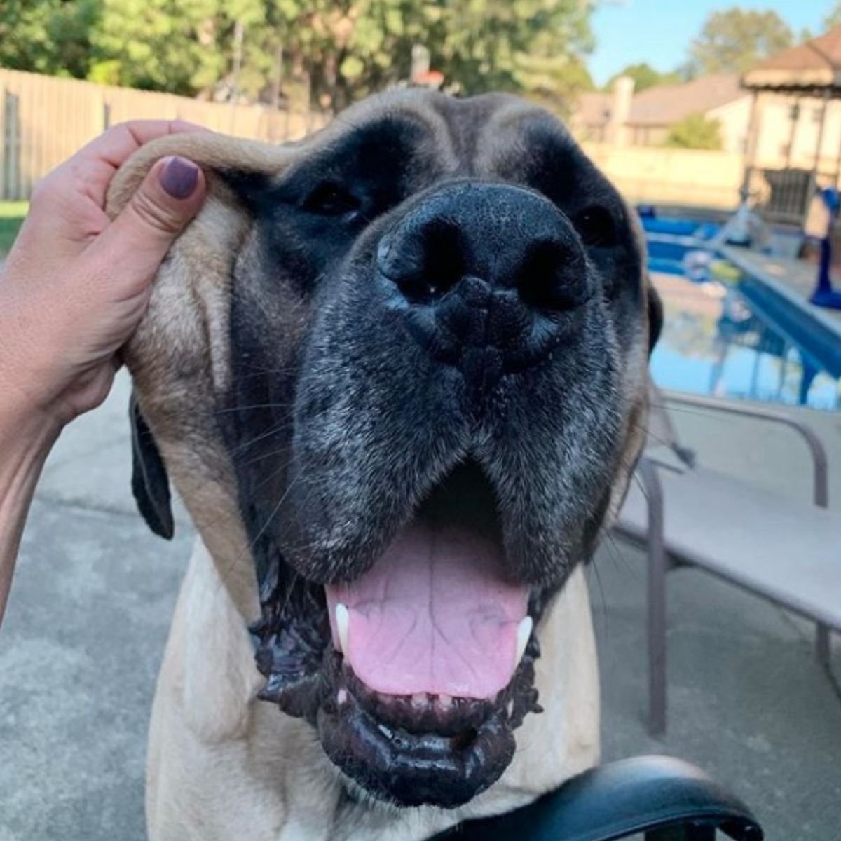 15 Confirmations That A Mastiff Is The Best Family Dog - The Paws