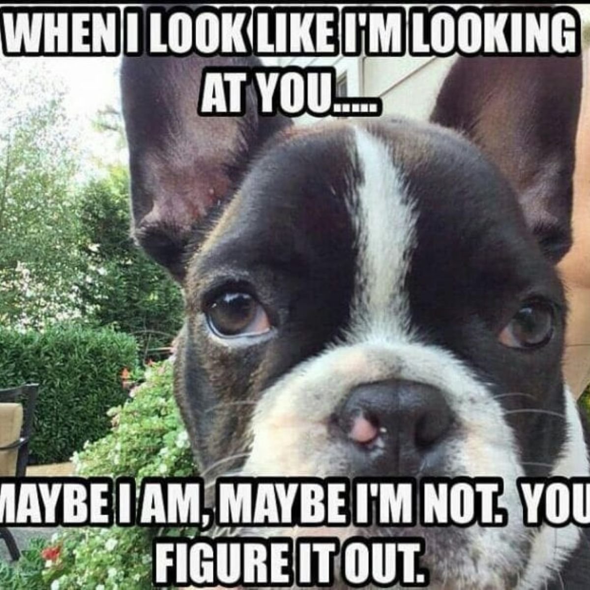 14 Best French Bulldog Memes That Will Make You Laugh - The Paws