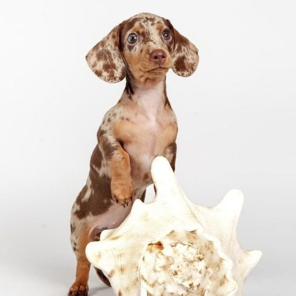 14 Charming Photos of Dachshund Puppies - The Paws