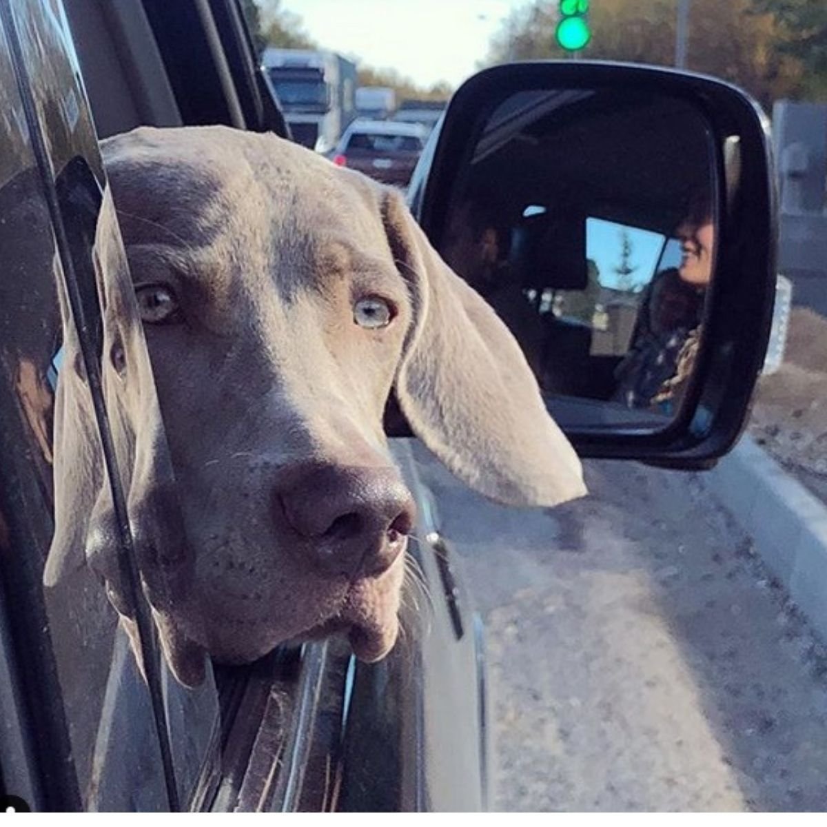14 Funny Pictures Proving That Weimaraners Like to Travel By Car - The Paws