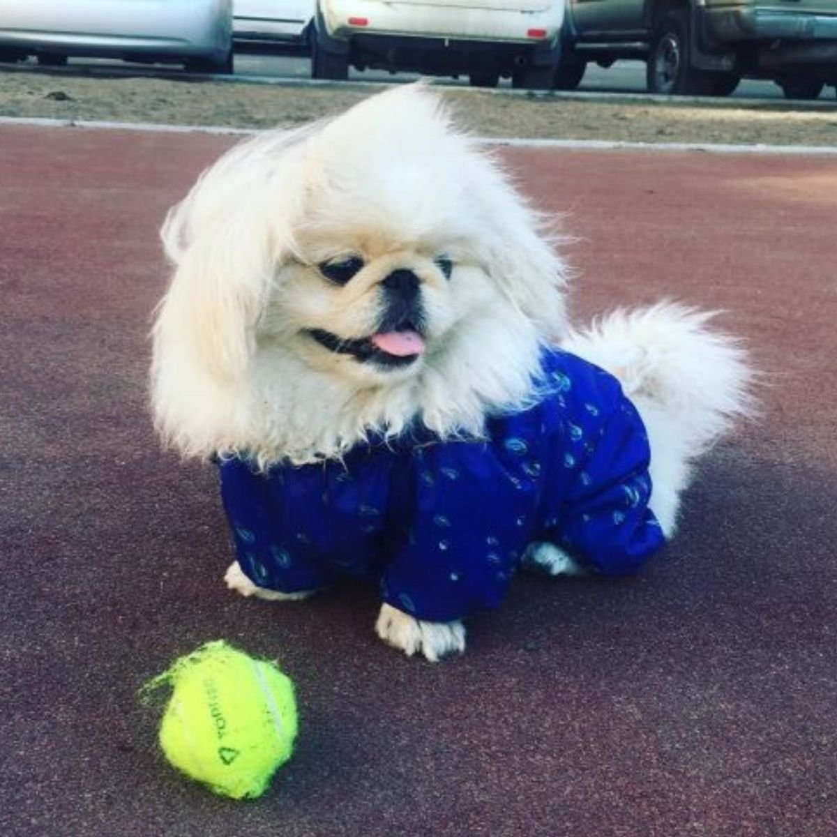 14 Things That Will Make Your Pekingese Happy - The Paws