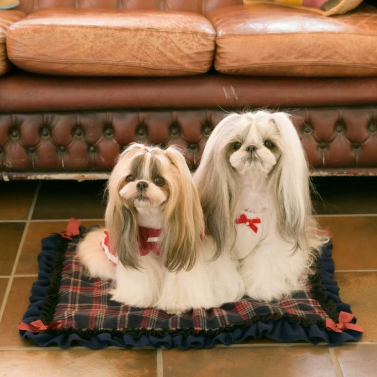 14 Amazing Facts About Shih Tzu - The Paws