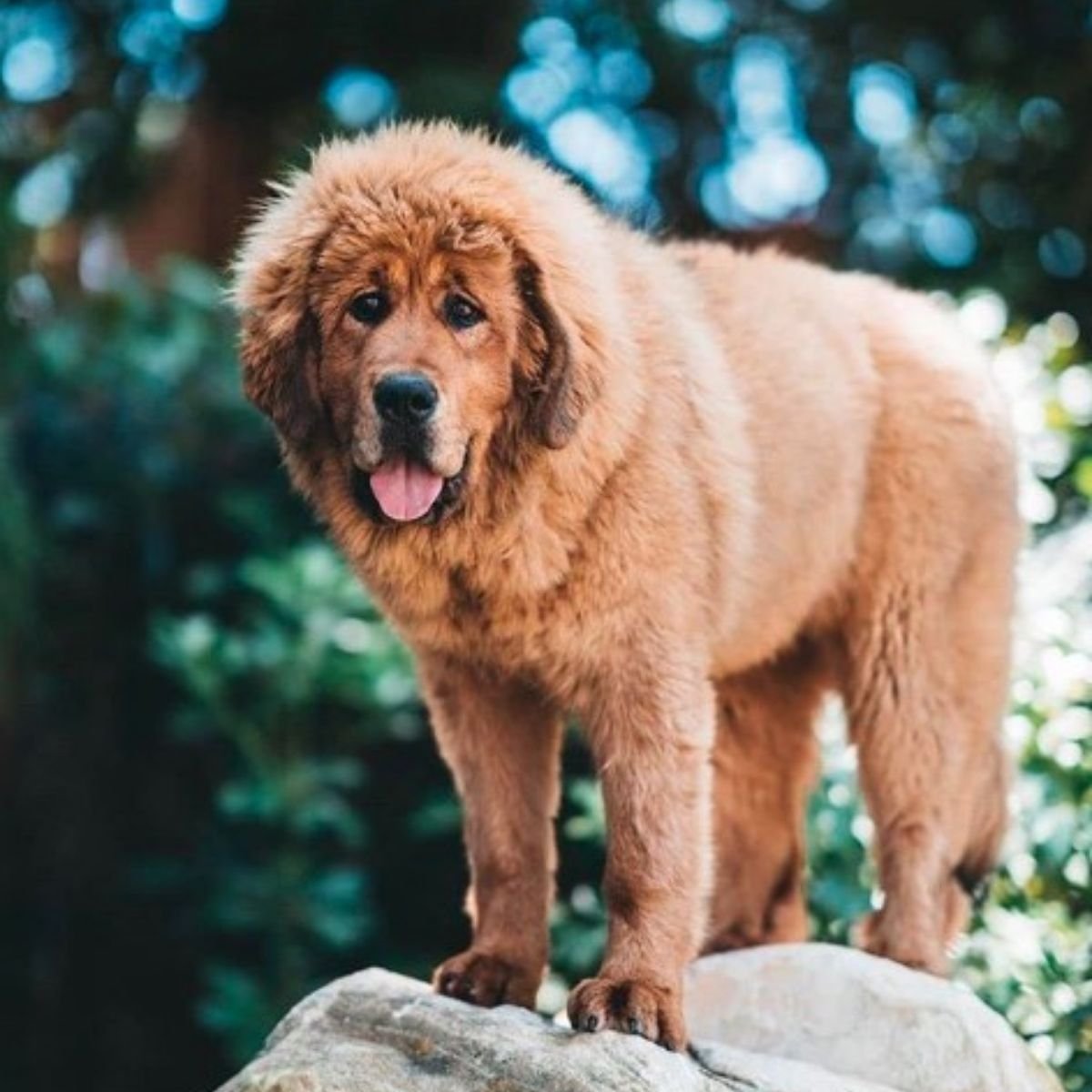 14 Interesting Facts About The Tibetan Mastiff - The Paws