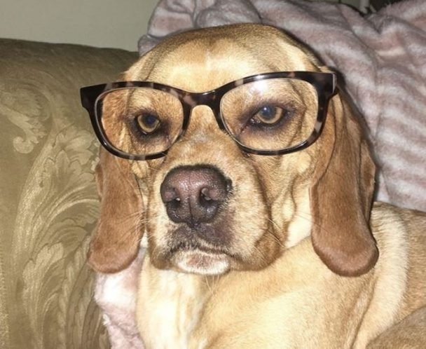 Top 100+ Nerdy and Geeky Dog Names - The Paws