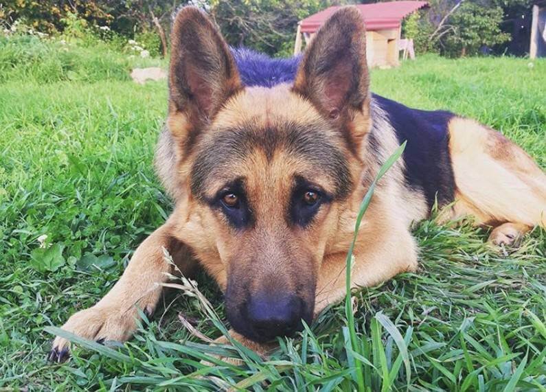 Top 350 Manly Dog Names For Boy Dogs The Paws
