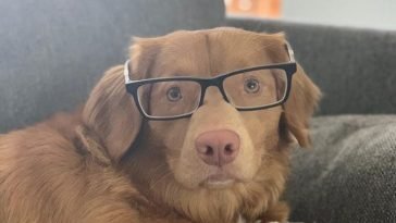 Top 100+ Nerdy and Geeky Dog Names - The Paws