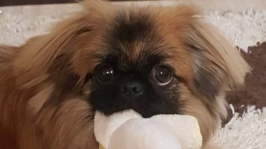 The 17 Funniest Pekingese Memes Of All Time – The Paws