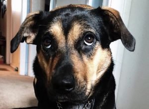 200+ Exotic Caribbean Dog Names - The Paws