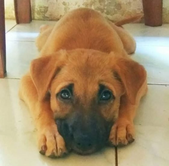 90+ Popular Indian Female Dog Names