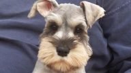 10 Best Schnauzer Memes of All Time – The Paws