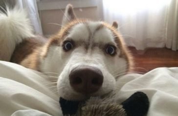 320 Weird and Unusual Dog Names