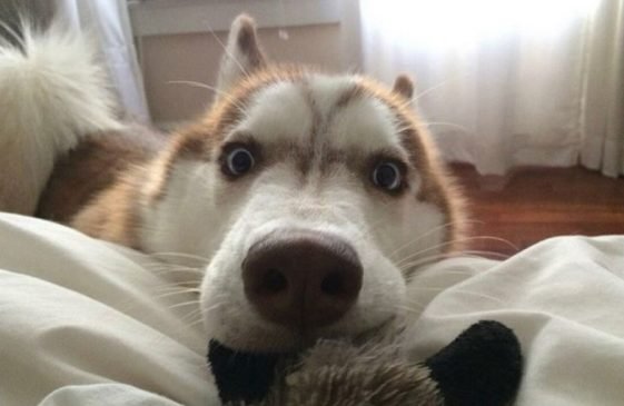 320 Weird and Unusual Dog Names