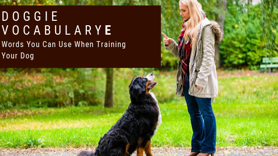 Doggie Vocabulary: Words You Can Use When Training Your Dog - The Paws