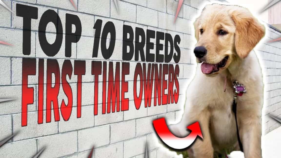 101 Dog Names From TV Shows The Paws