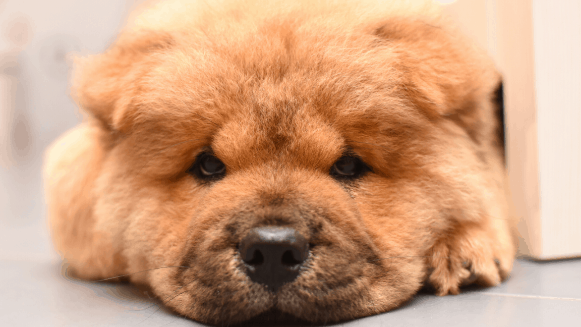10 Best Home Alone Dog Breeds For Someone Who Works All Day The Paws 10-best-home-alone-dog-breeds-for-someone-who-works-all-day-the-paws