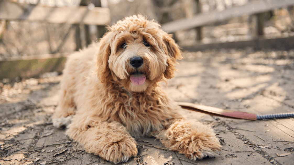 10 Best "Home Alone" Dog Breeds for Someone Who Works All Day - The Paws