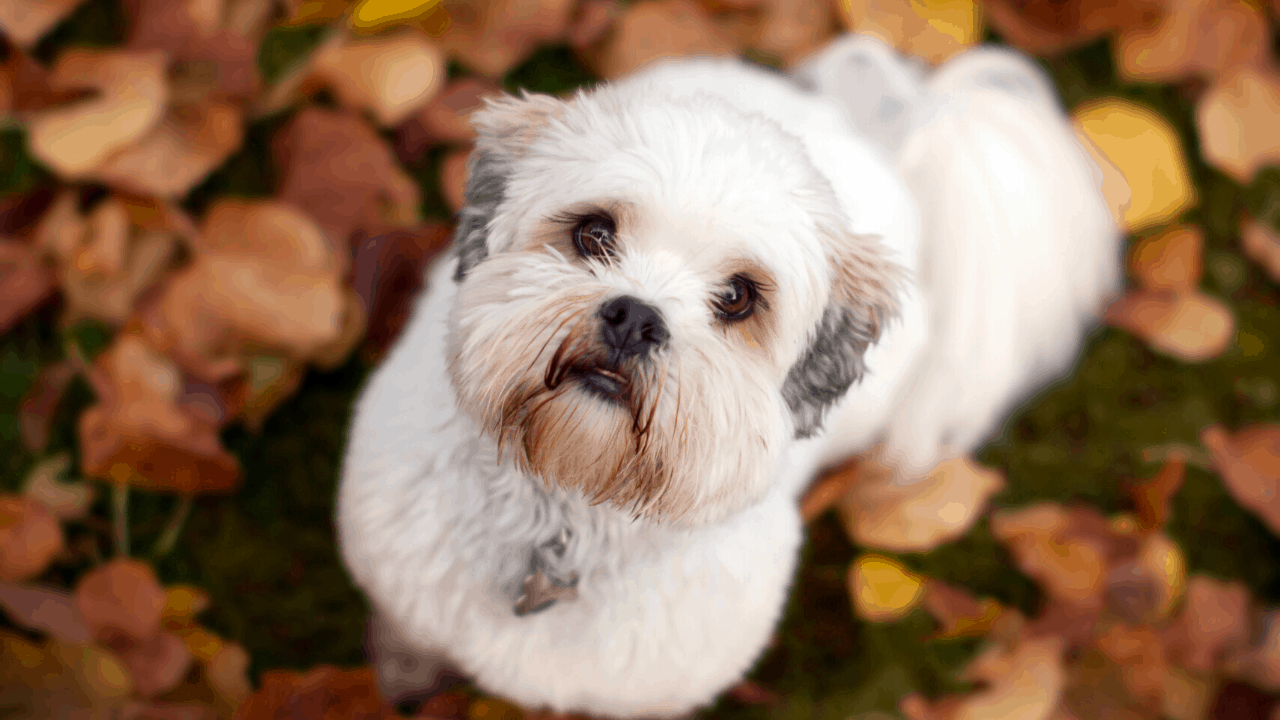 10 Best Home Alone Dog Breeds For Someone Who Works All Day The Paws 10-best-home-alone-dog-breeds-for-someone-who-works-all-day-the-paws
