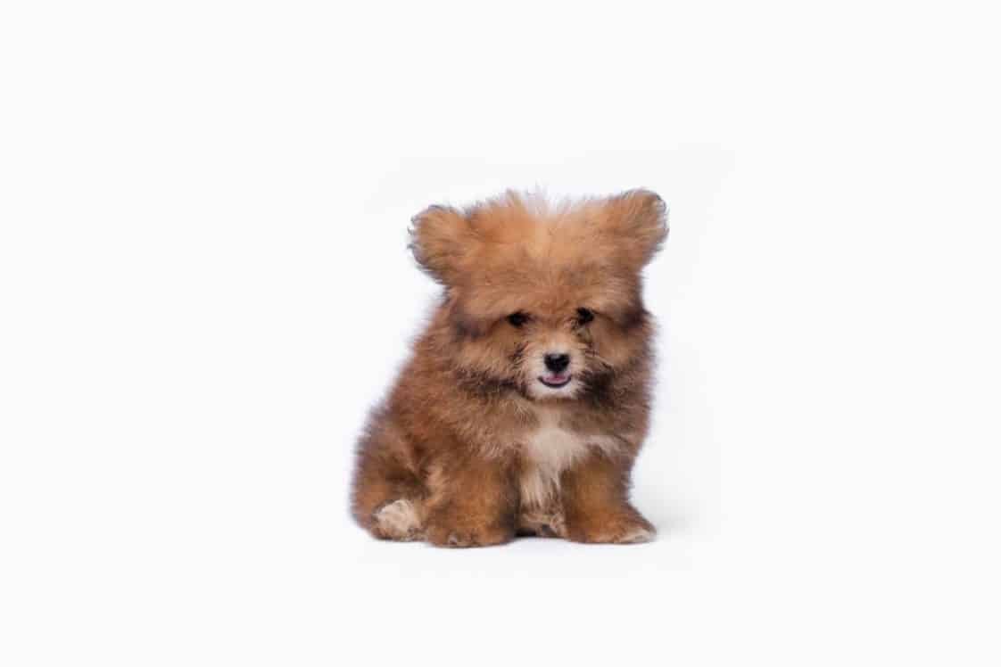8 Adorable Pomeranian Mixes You're Gonna Love - The Paws