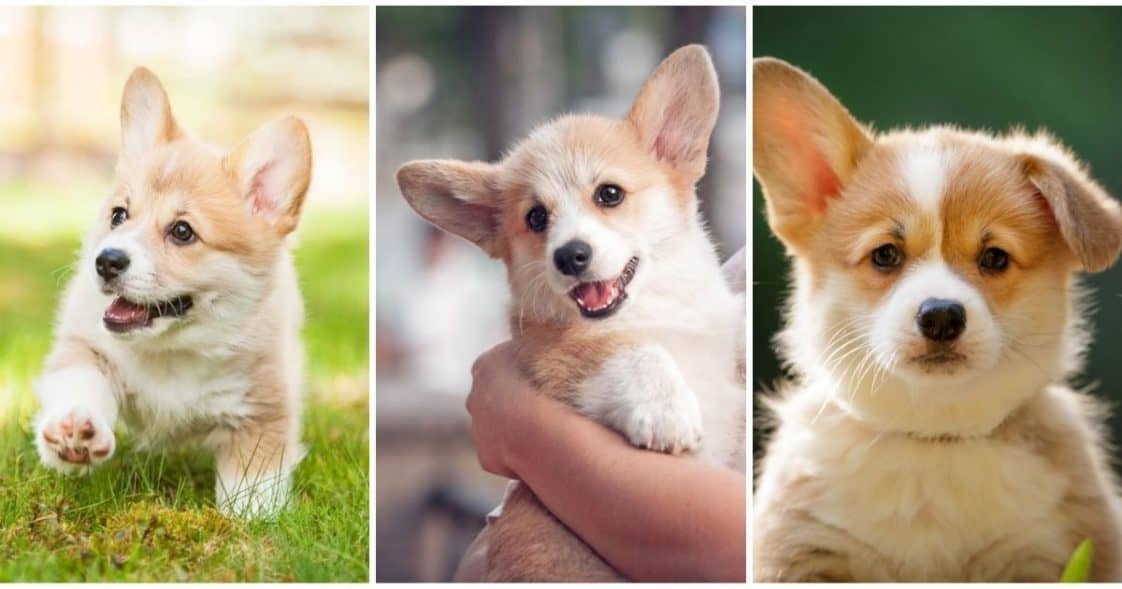 12 Corgi Pups Who'll Surely Melt Your Heart - The Paws