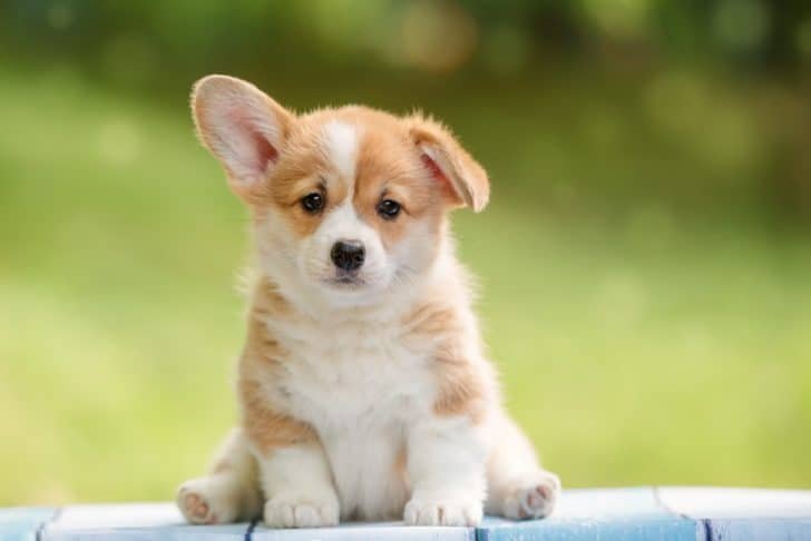 12 Corgi Pups Who'll Surely Melt Your Heart - The Paws