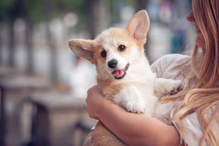 12 Corgi Pups Who'll Surely Melt Your Heart - The Paws