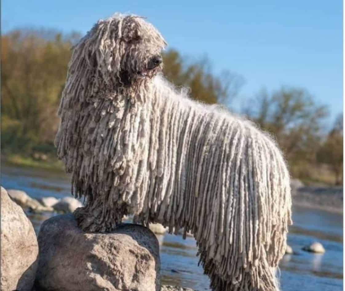 40 Ways Komondors are The Kings of Dogs - The Paws
