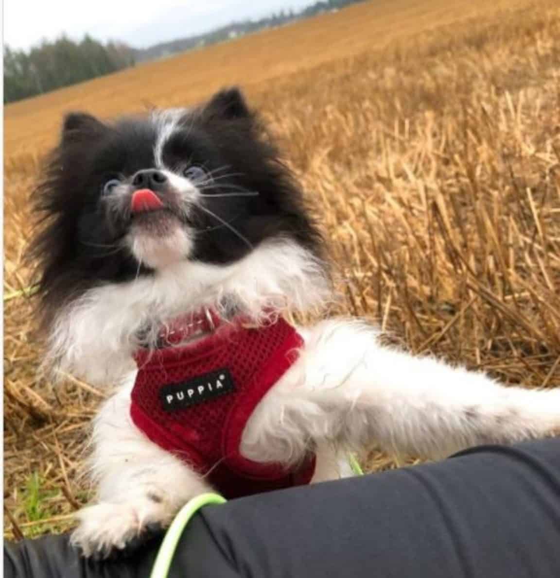 30 Funniest Pomeranians to Brighten Your Day - The Paws