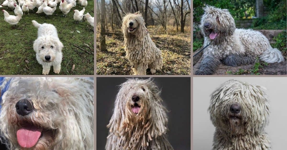 40 Ways Komondors are The Kings of Dogs - The Paws