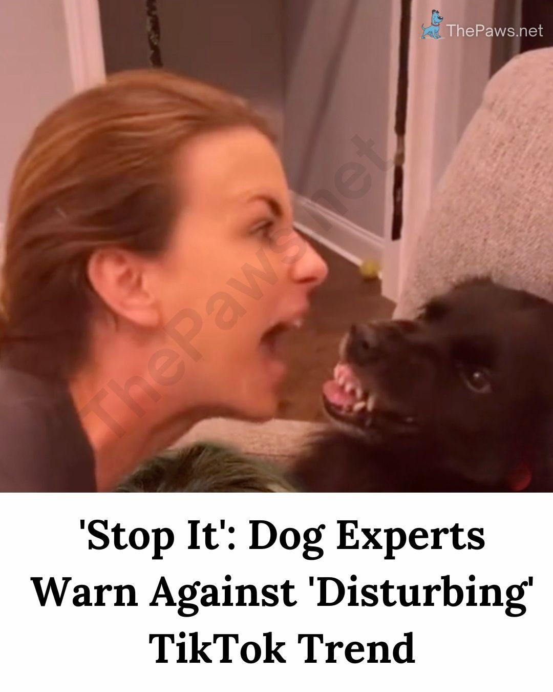 Vet Issues Urgent Warning Over Dangerous TikTok Trend That Could End in ...